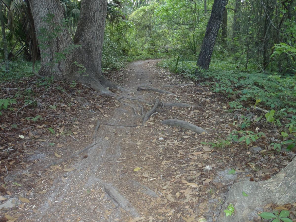 Pine Tree Loop photo || SINGLETRACKS.COM