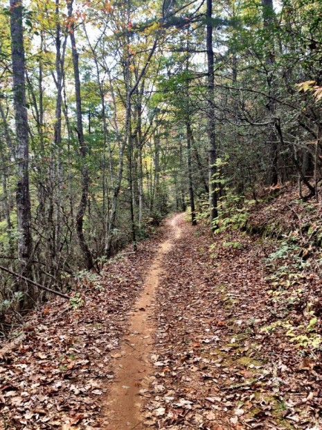 Searching for Beginner Trails in Brevard to Avoid East Coast Gnar ...