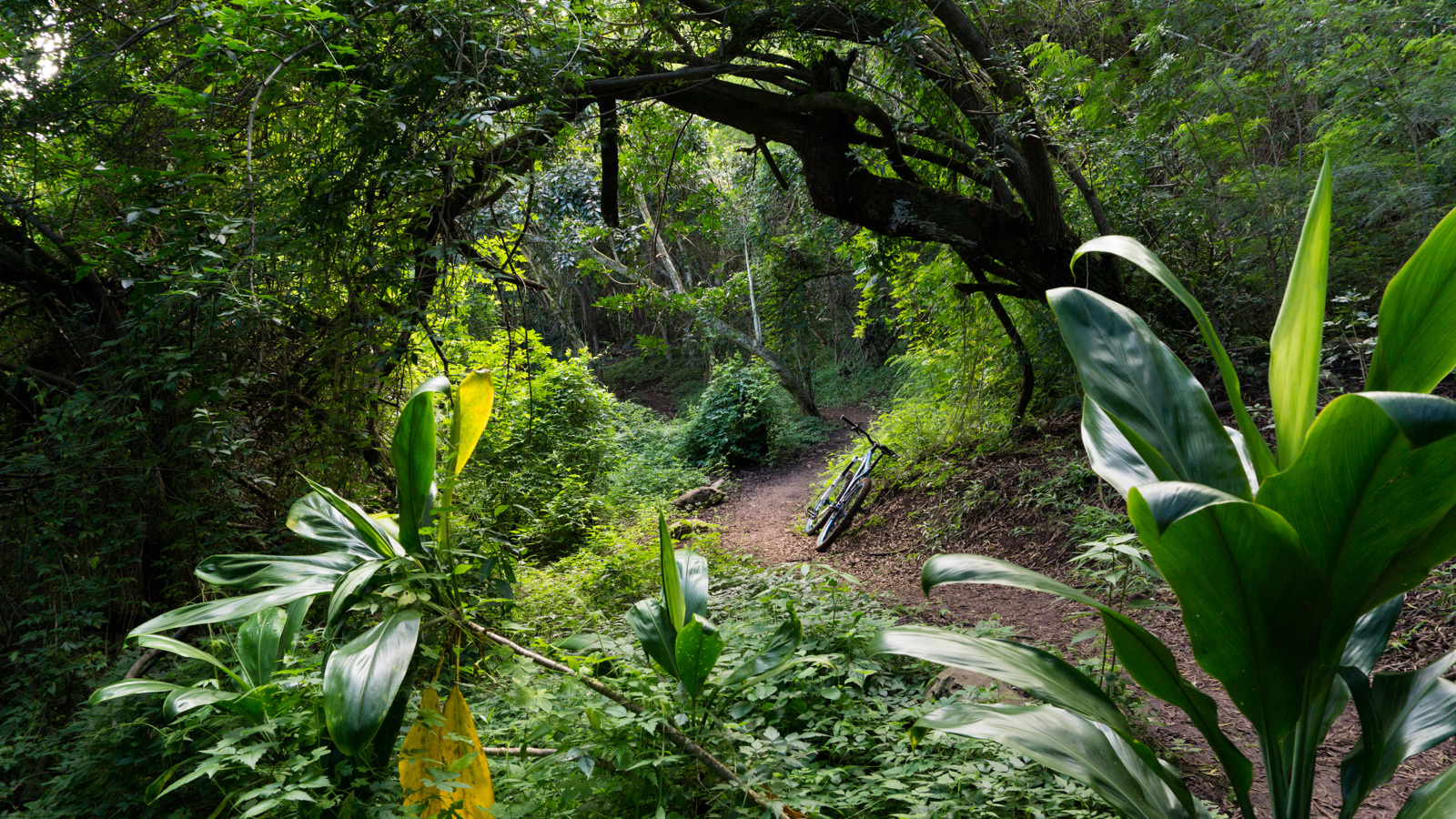 Five2Ride: 5 of the Best MTB Trails in Hawaii - Singletracks Mountain ...