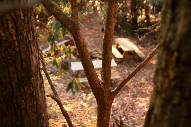 How to Mountain Bike Car-Free in Pisgah with Pilot Cove - Singletracks ...