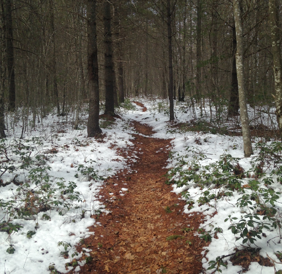 Mountain Biking George Washington and Jefferson National Forests ...