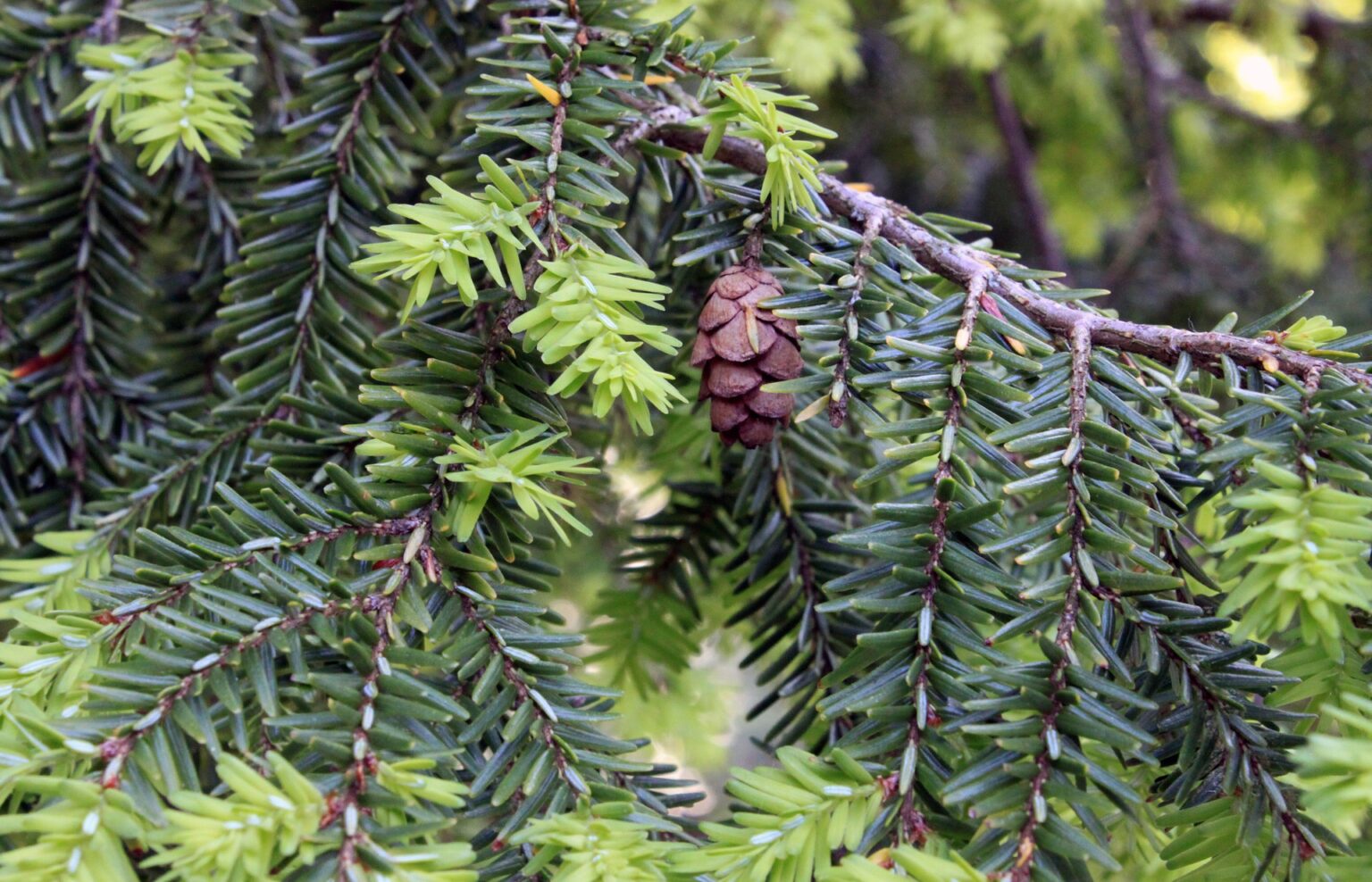 Stop and Smell the Hemlock: A Mountain Biker's Guide to Nature ...