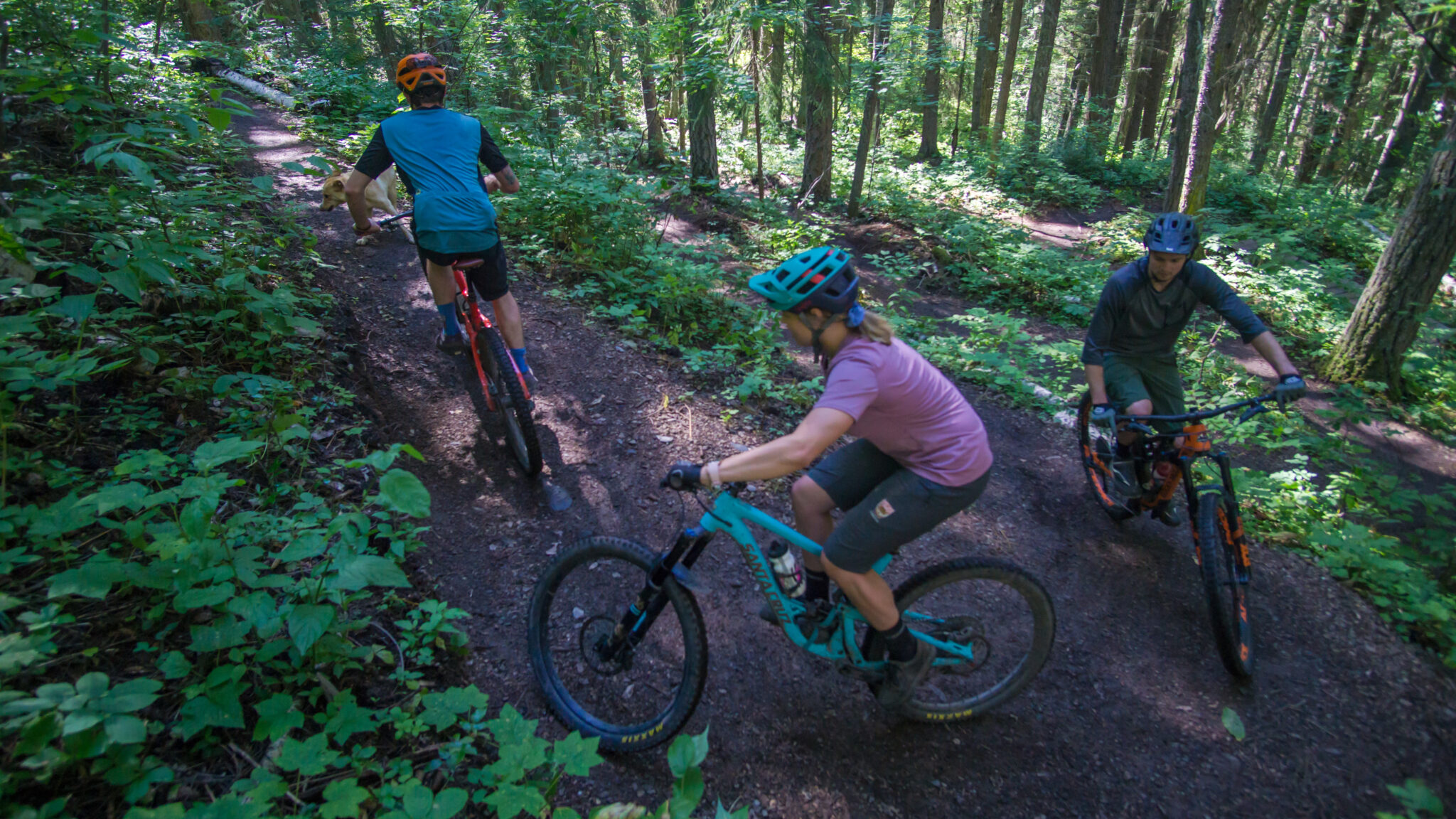 Digging up Trail Fossils and Loamy Gold in Quesnel, BC - Singletracks ...