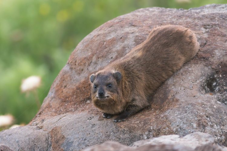 The Pyga Hyrax is Deserving of the All-Mountain Label [Review ...