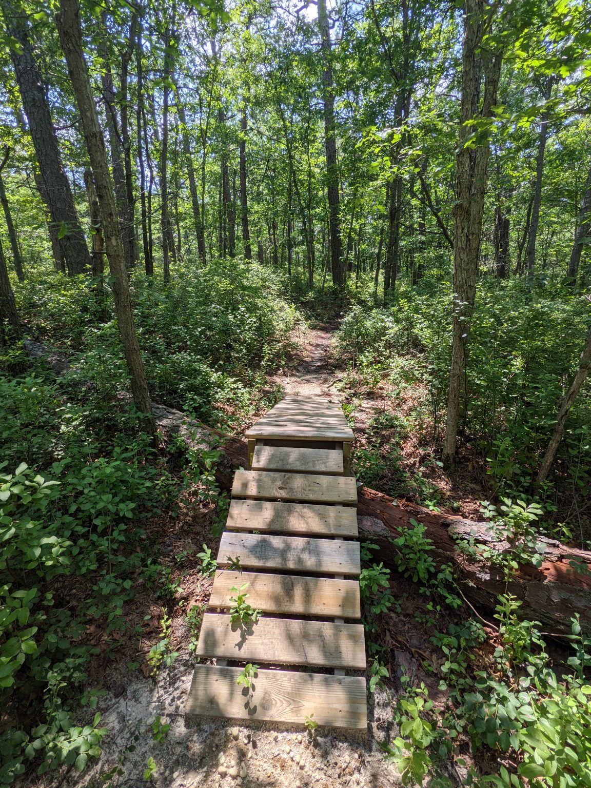 Seaview Trails Main loop Mountain Bike Trail in Galloway, New Jersey ...