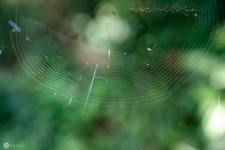 There's No Avoiding Spider Web Season on the Trails - Singletracks ...