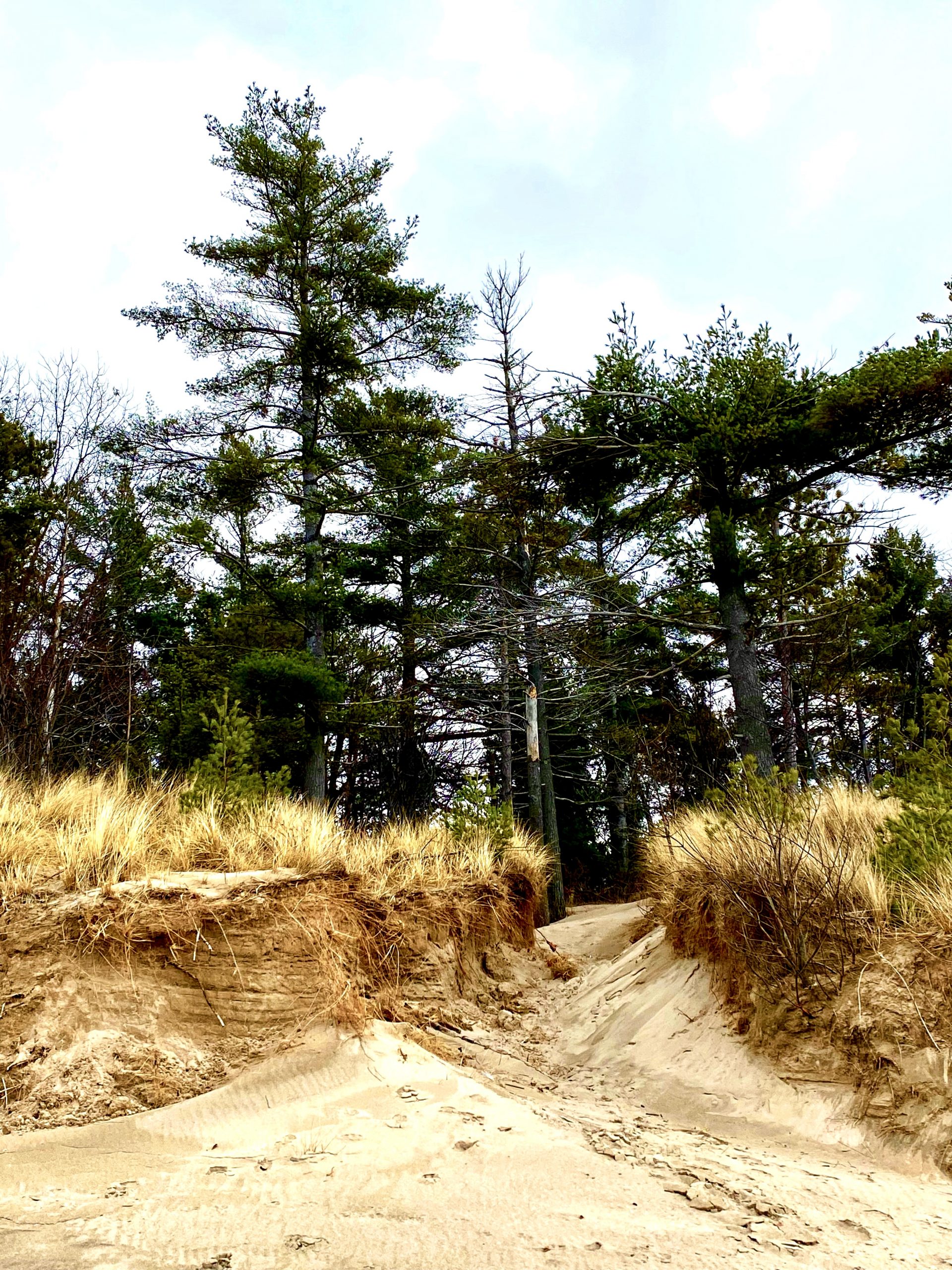 Pinery Provincial Park Mountain Bike Trail in Grand Bend, Ontario ...