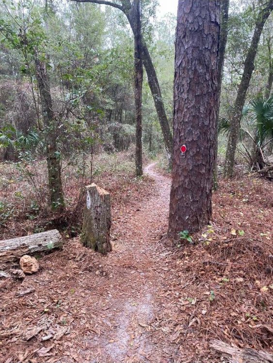 How To Thread Your Way Through Tight MTB Trails - Singletracks Mountain ...