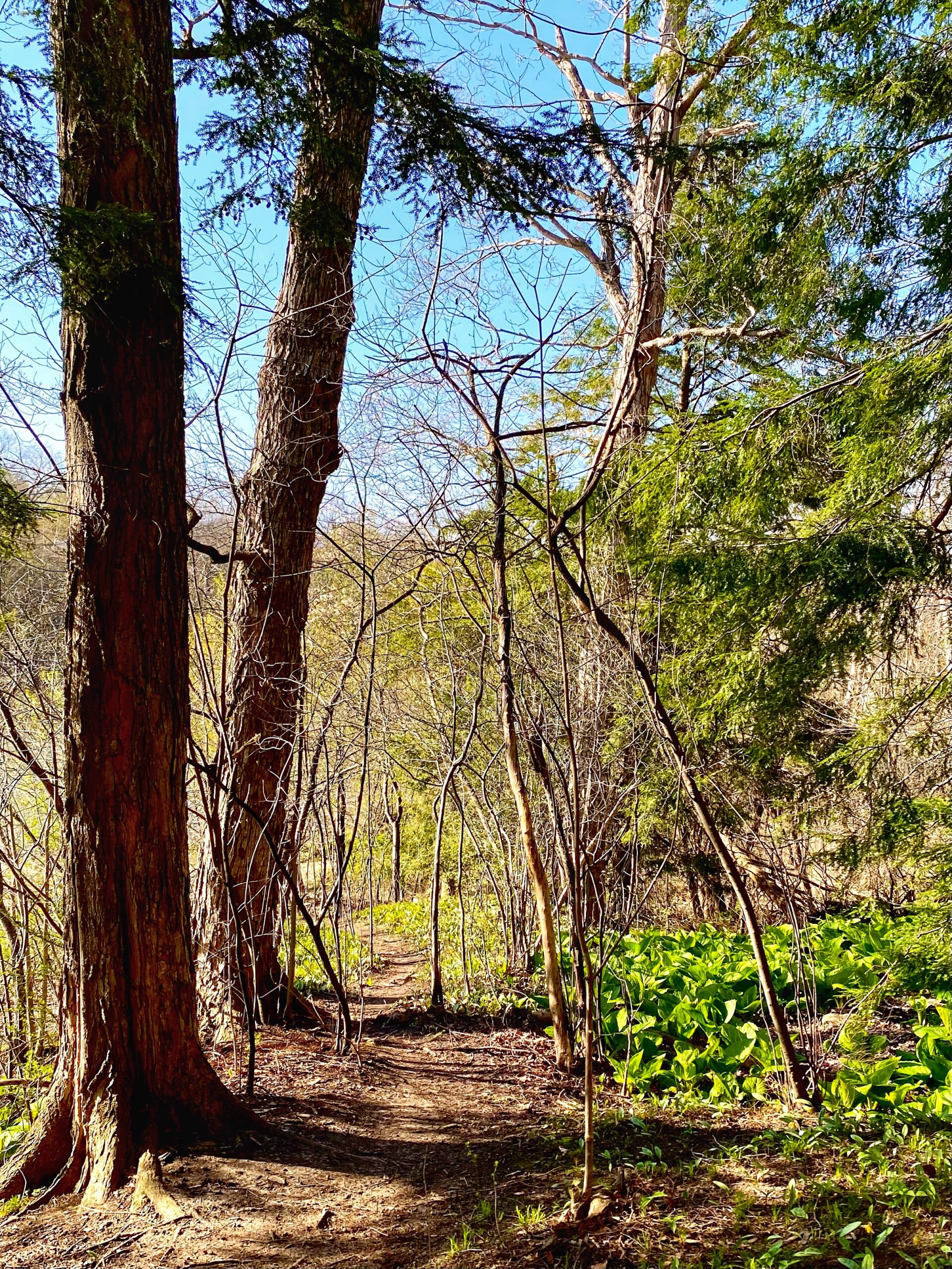 Springbank park Mountain Bike Trail in London, Ontario - Directions ...