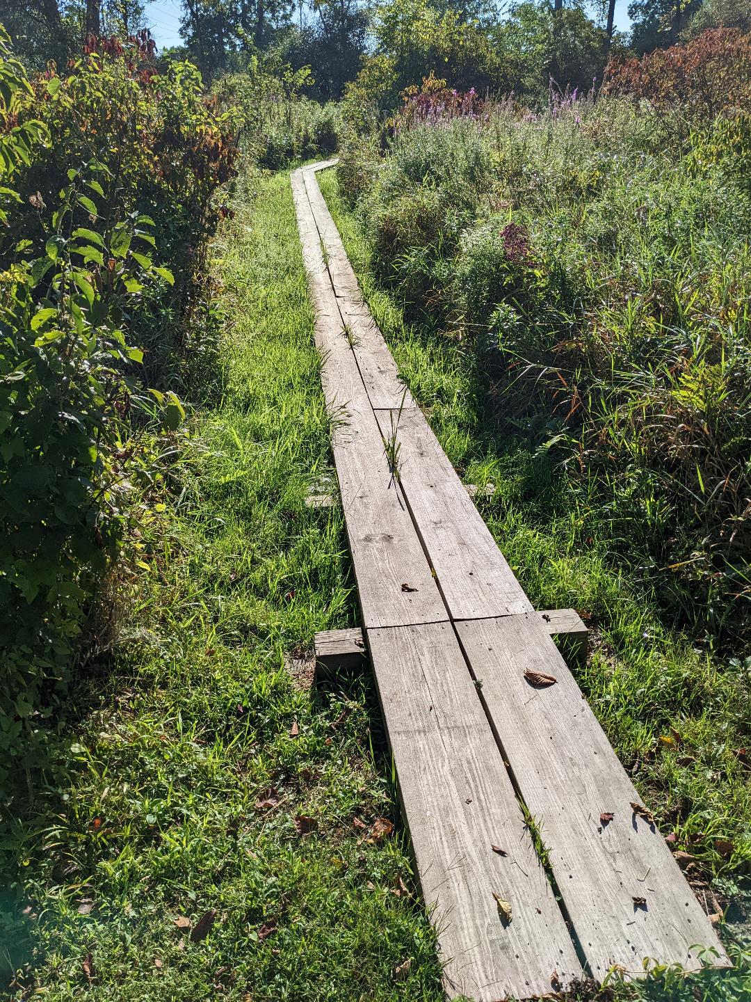 Sharon Mills MTB Trails Mountain Bike Trail in Manchester, Michigan ...