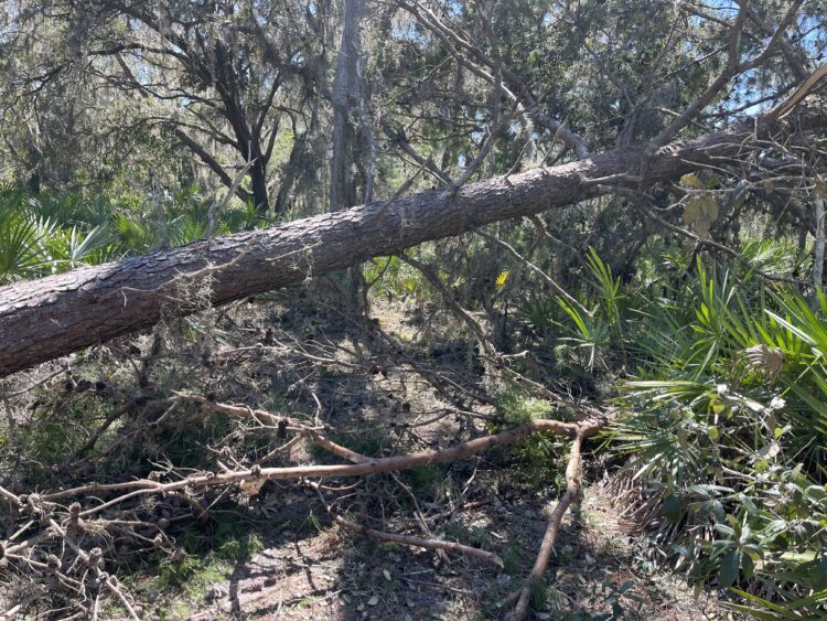 Volunteers Quickly Clear Florida Trails After Hurricane Ian + New ...
