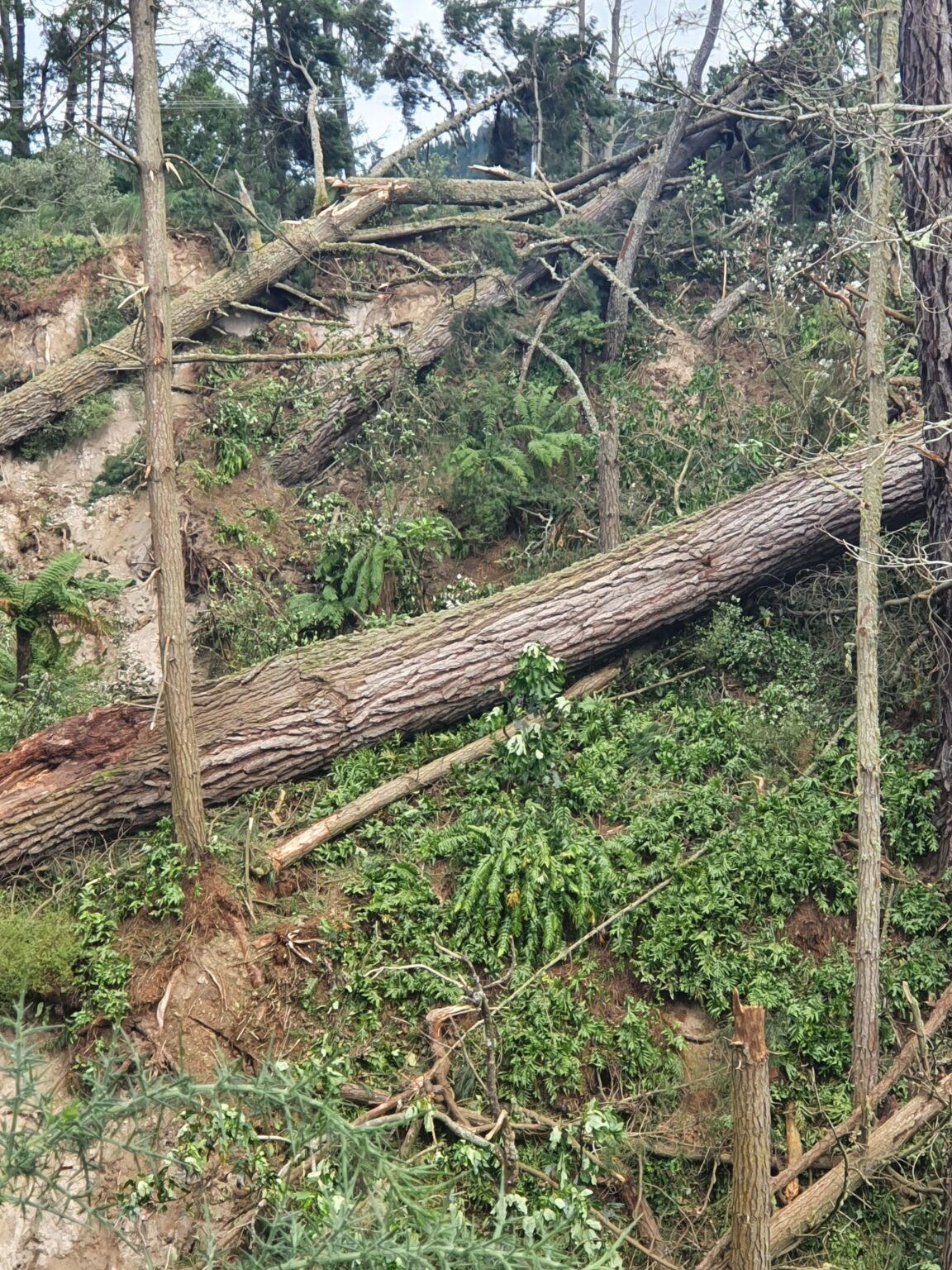 Cyclone Damages Popular NZ Bike Park, New Descending Trail Coming to ...