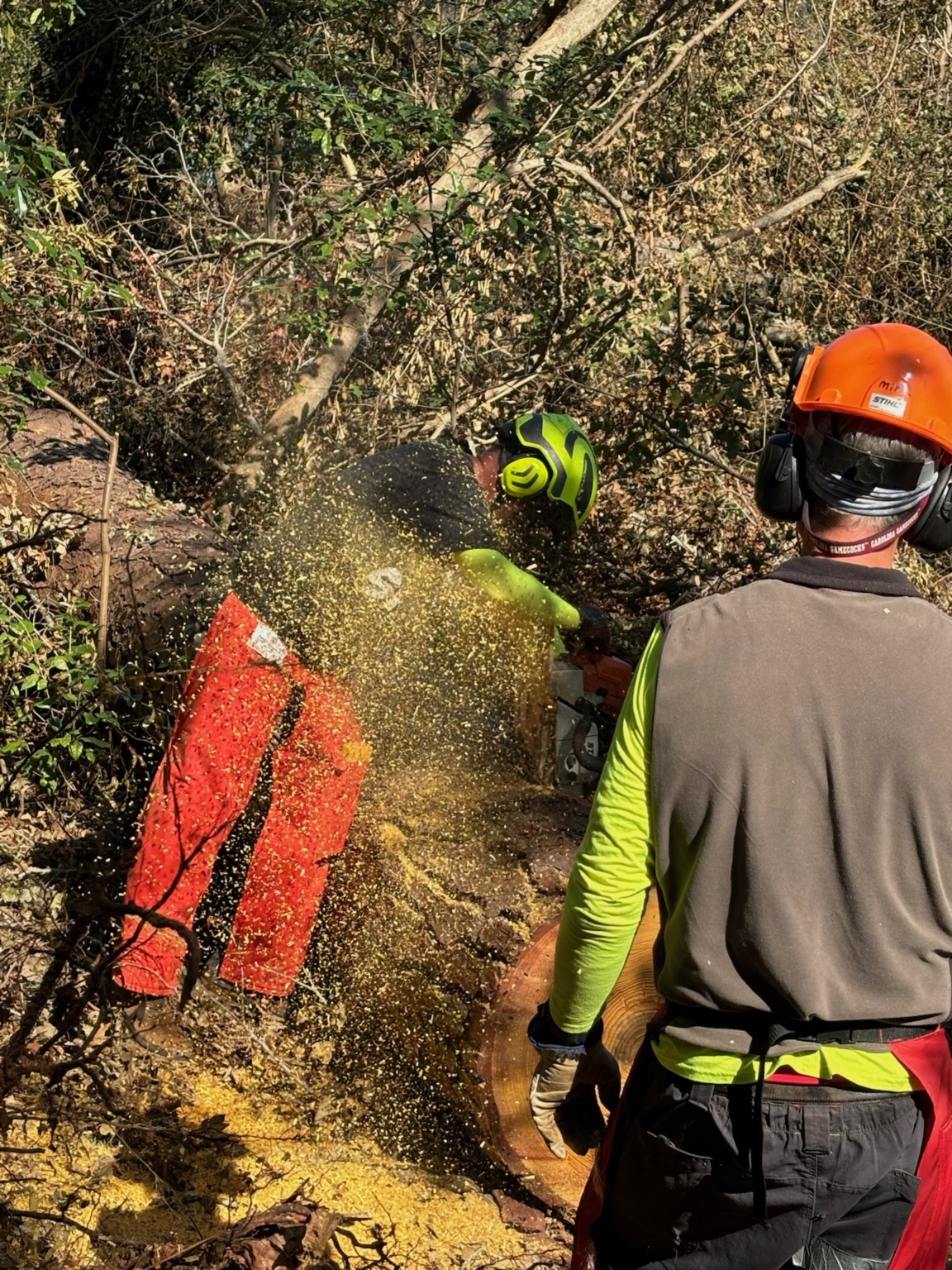 501 trees cleared to open just one 3-mile trail in Augusta, GA after ...