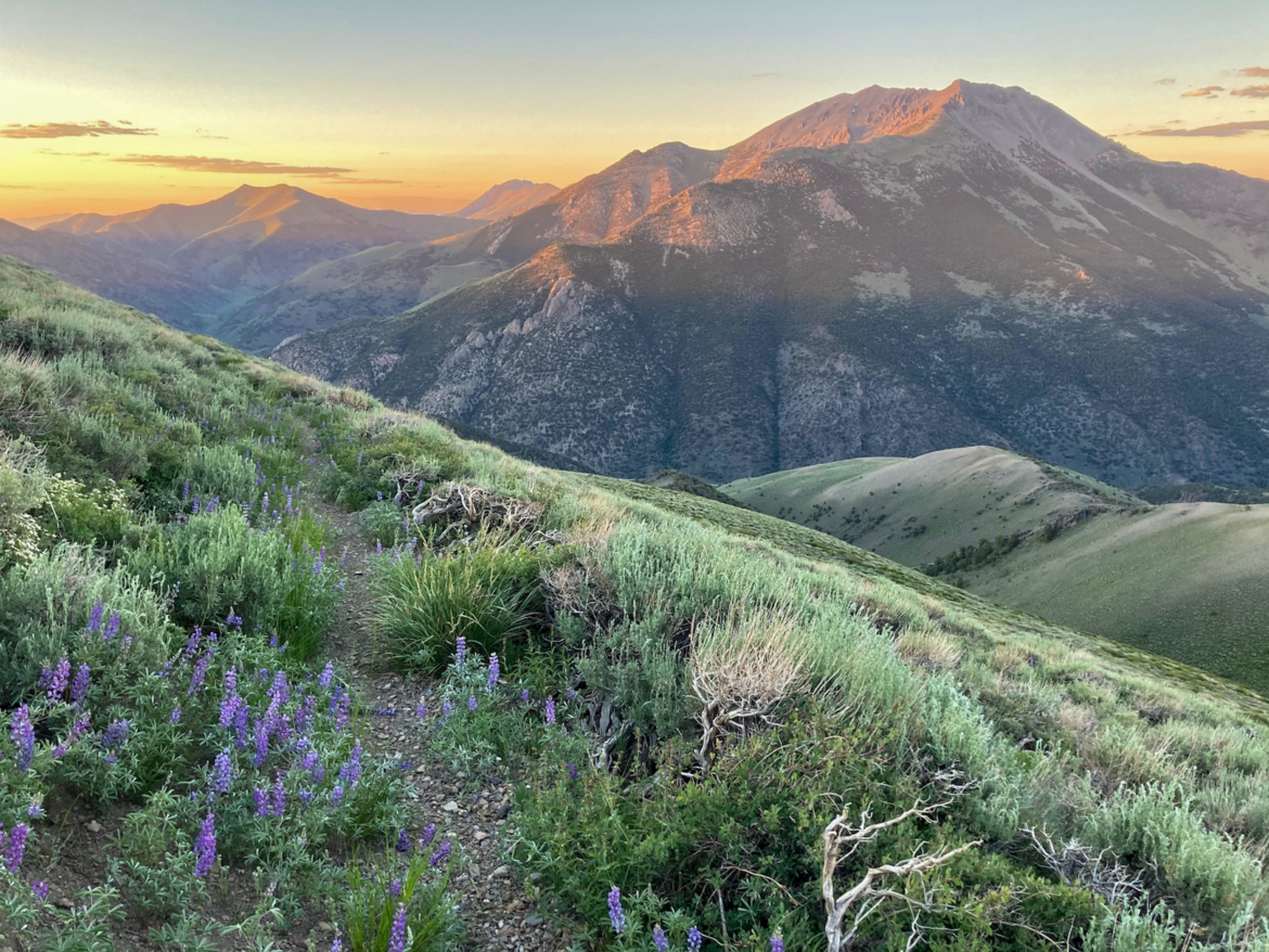 Toiyabe Crest Trail Mountain Bike Trail in Kingston, Nevada ...