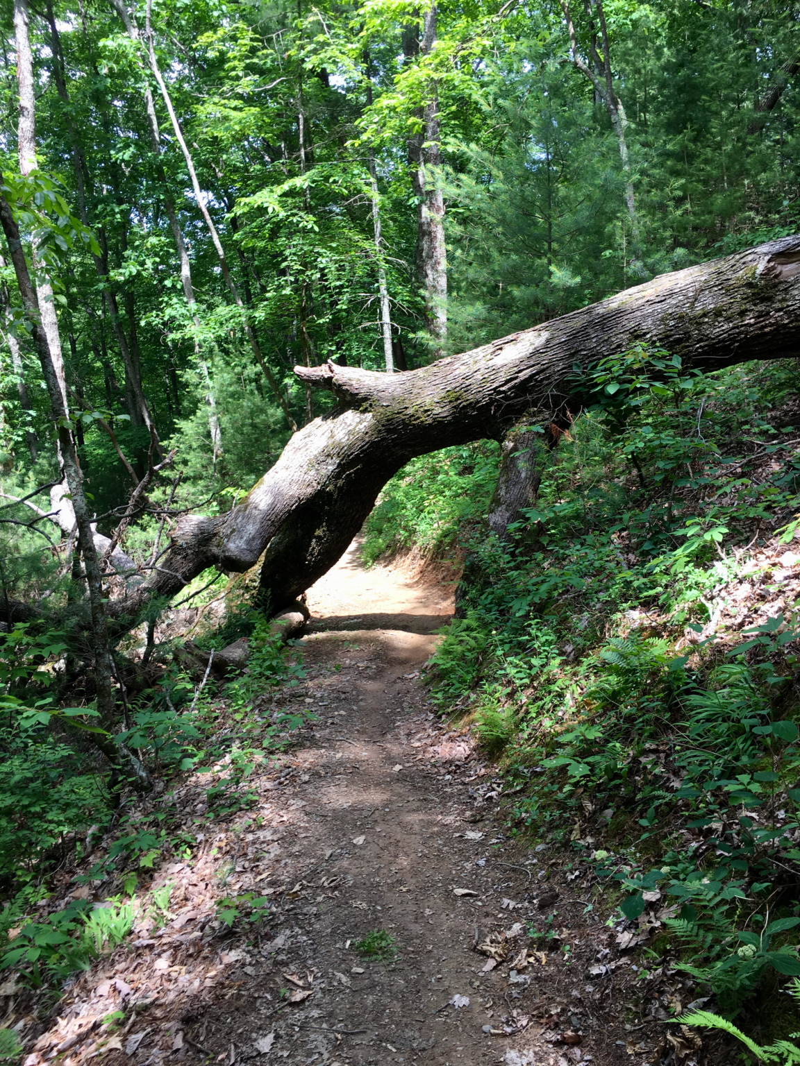 5 of the best mountain bike trails in Georgia - Singletracks Mountain ...
