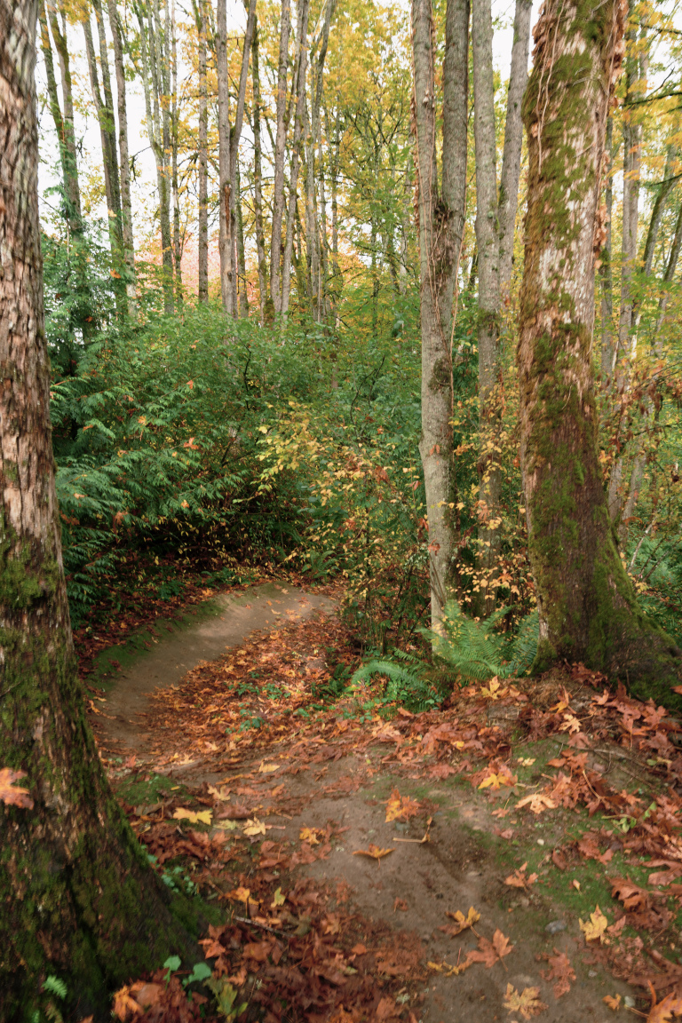 The Cheasty Greenspace is home to Seattle's 'first forested urban MTB ...